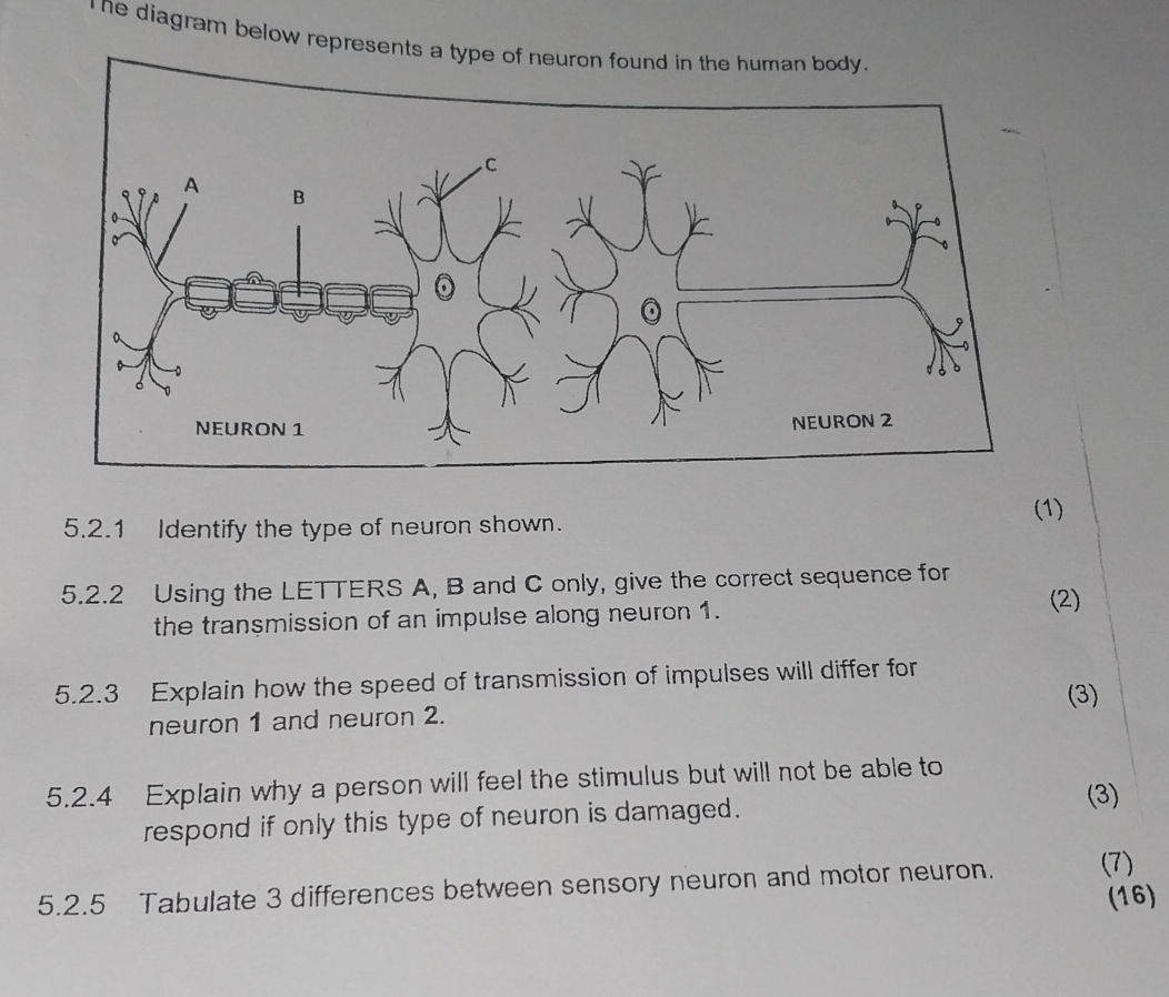 5.2.1 Identify the type of neuron shown. | StudyX
