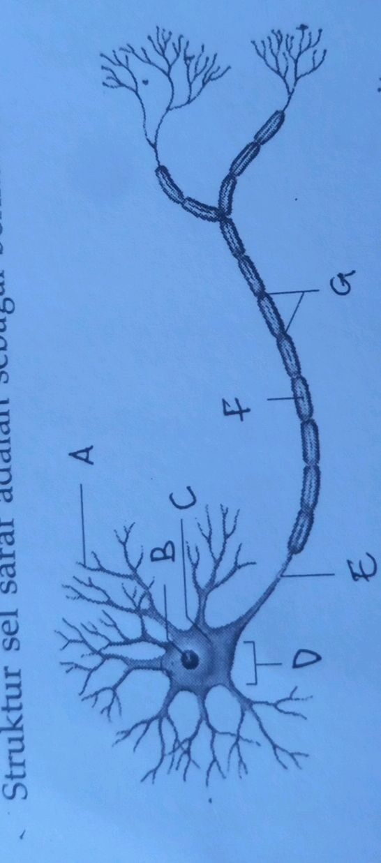 Struktur sel saraf adalah sebagai berikut: | StudyX