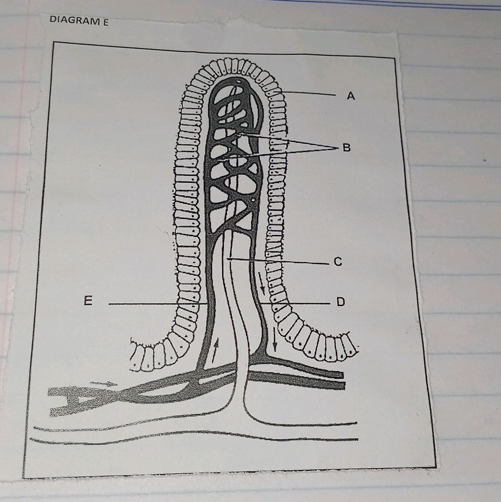 The image is a diagram of a villus. The | StudyX