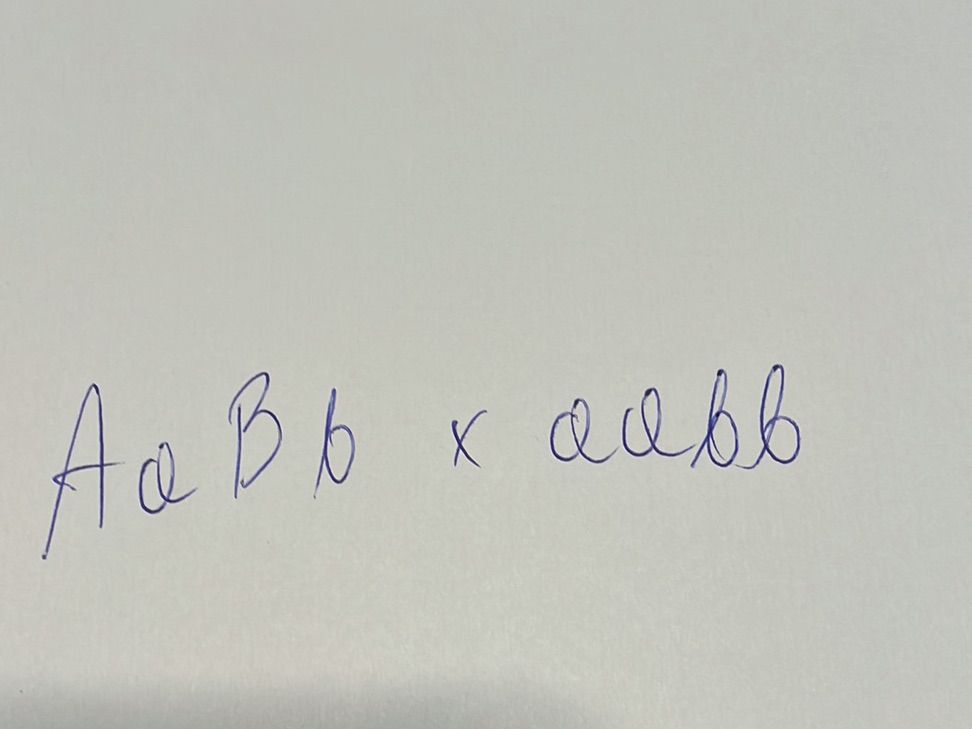 AaBb x aabb - Genetics Cross