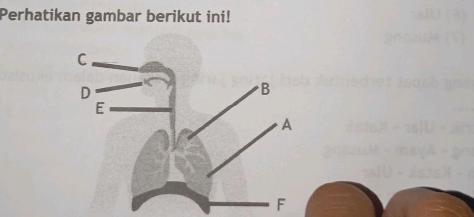 Perhatikan gambar berikut ini! C D E B A F | StudyX