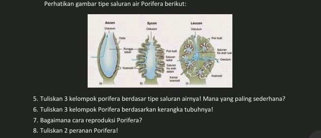 5. Tuliskan 3 kelompok porifera berdasar | StudyX