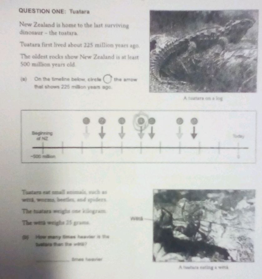 QUESTION ONE: Tuatara New Zealand is home to