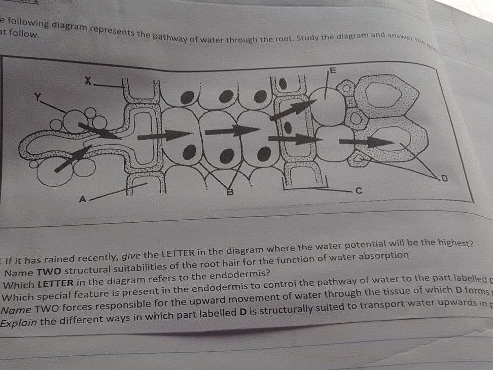 The following diagram represents the pathway | StudyX