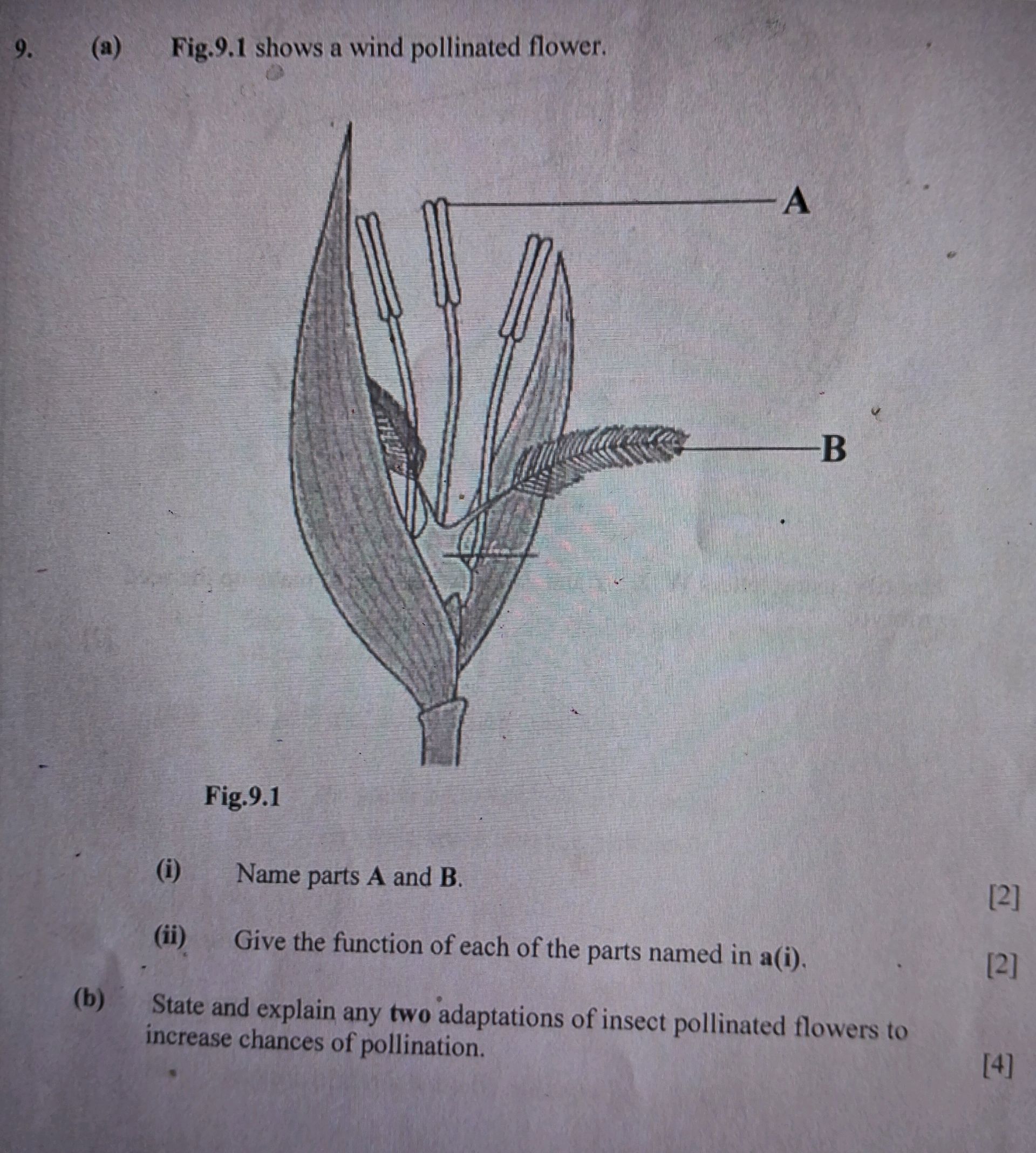 (a) Fig.9.1 shows a wind pollinated flower. | StudyX