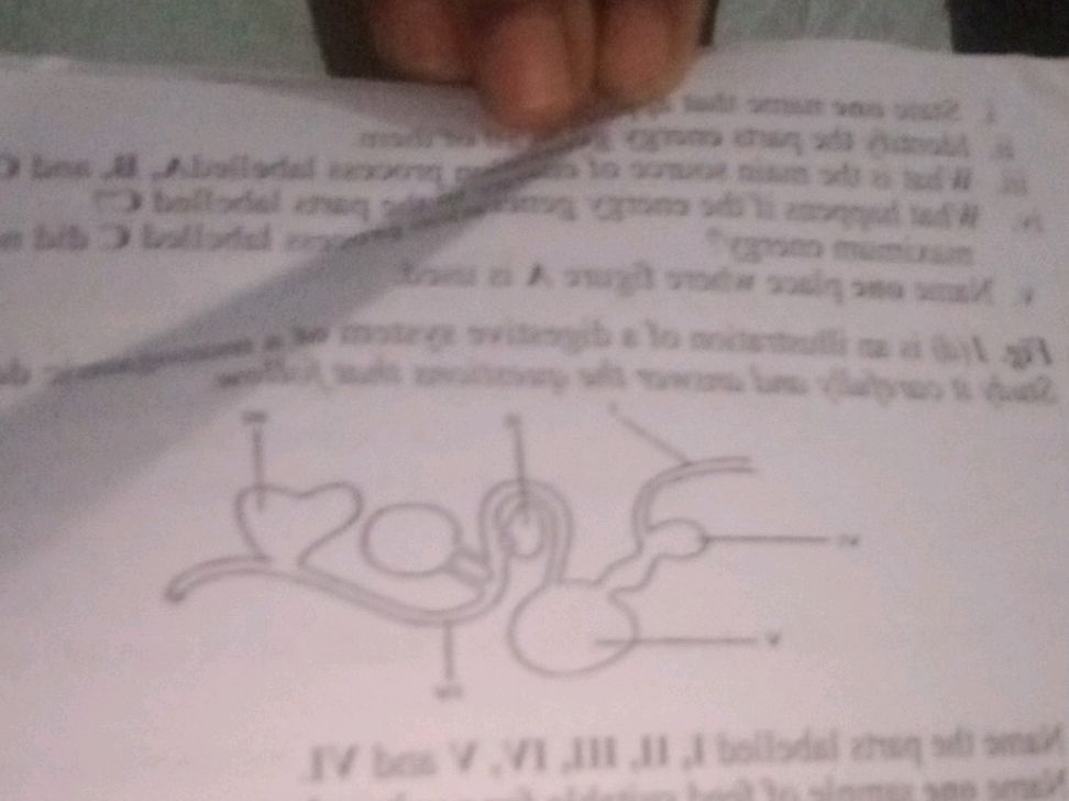 1. Name the parts labeled I, II, III, IV, V, | StudyX