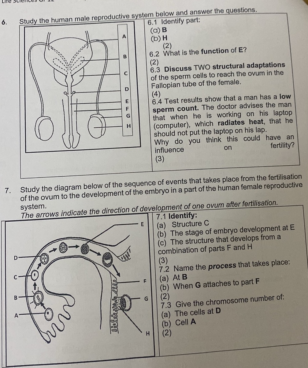6. Study the human male reproductive system | StudyX