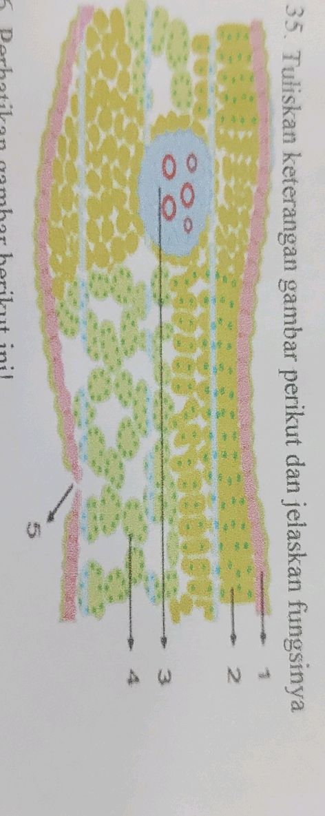 35. Tuliskan keterangan gambar berikut dan | StudyX