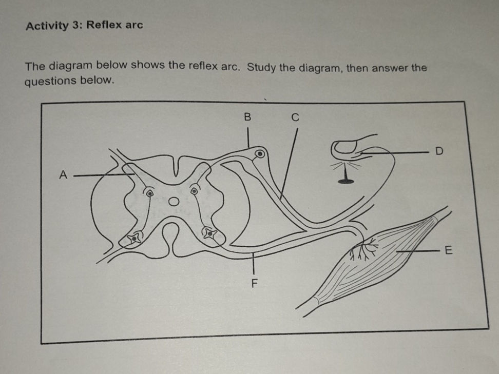 Activity 3: Reflex arc The diagram below | StudyX