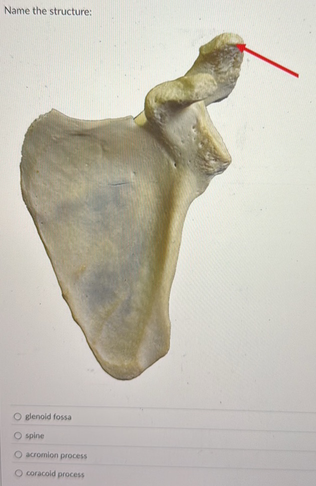 Name the structure: * glenoid fossa * | StudyX