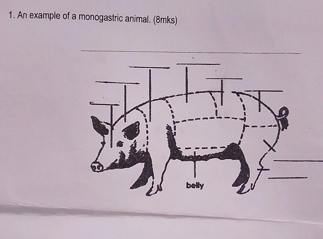 1. An example of a monogastric animal. | StudyX