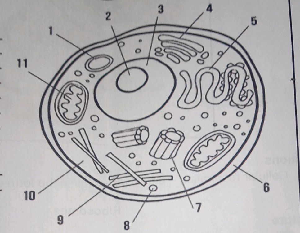 The image shows a diagram of a cell with | StudyX