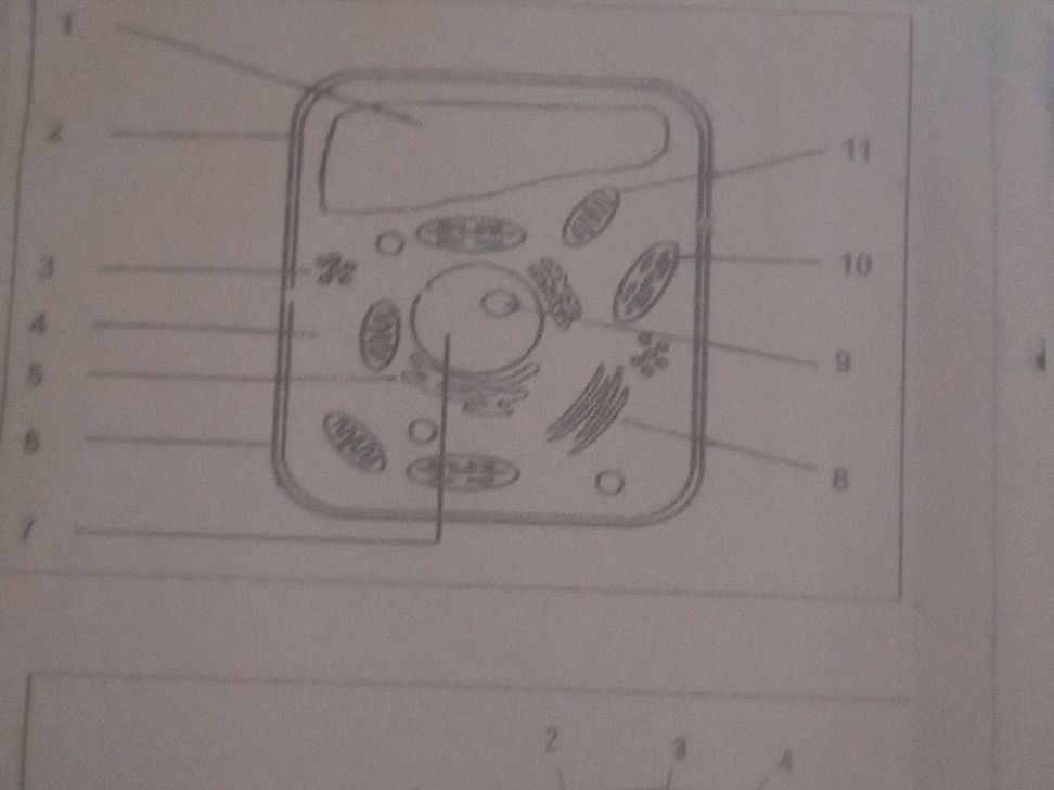 The image shows a diagram of a plant cell | StudyX