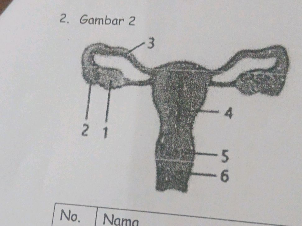 The image shows a diagram of a female | StudyX
