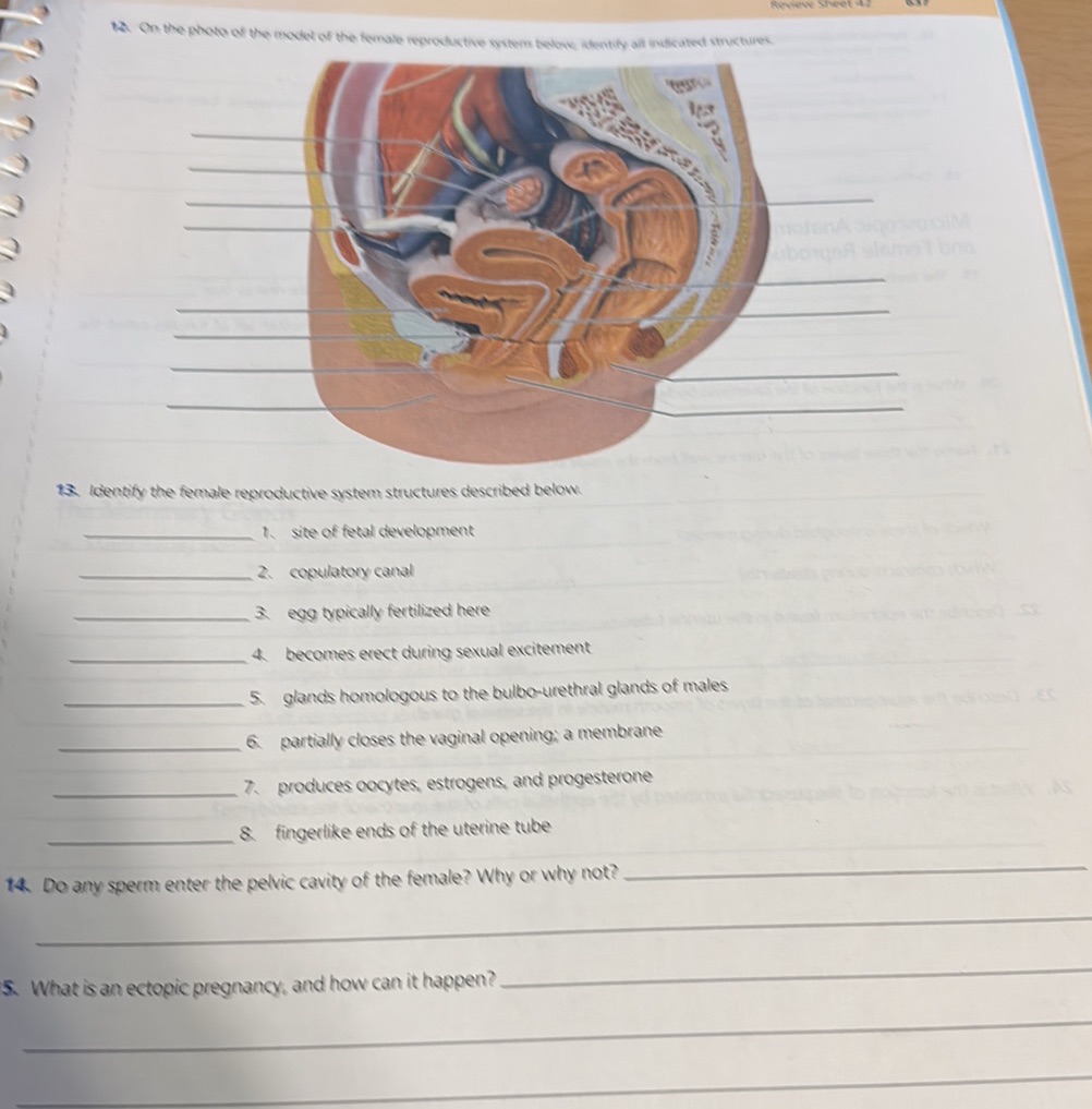 12. On the photo of the model of the female | StudyX
