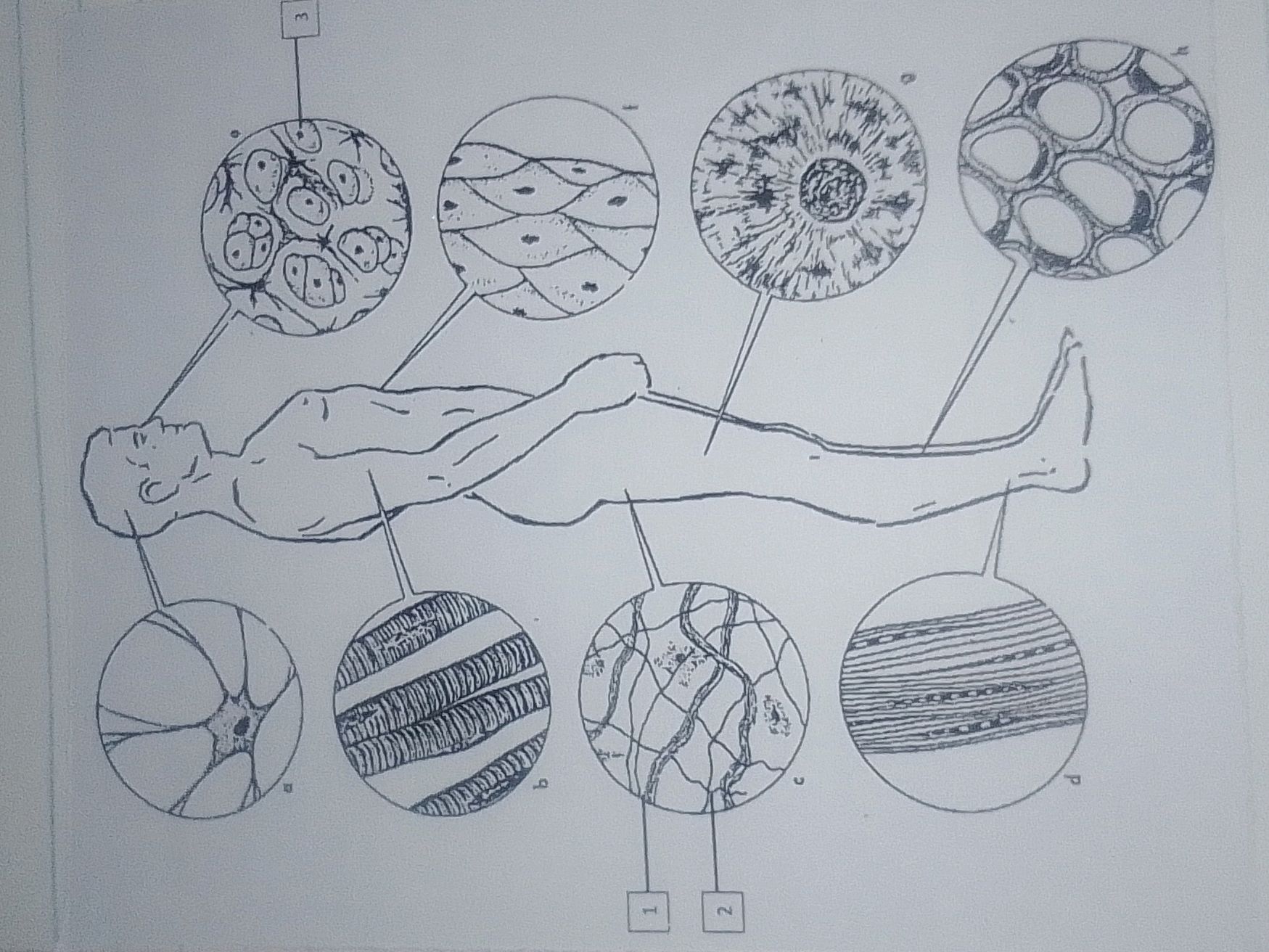 The image shows a diagram of a human body | StudyX