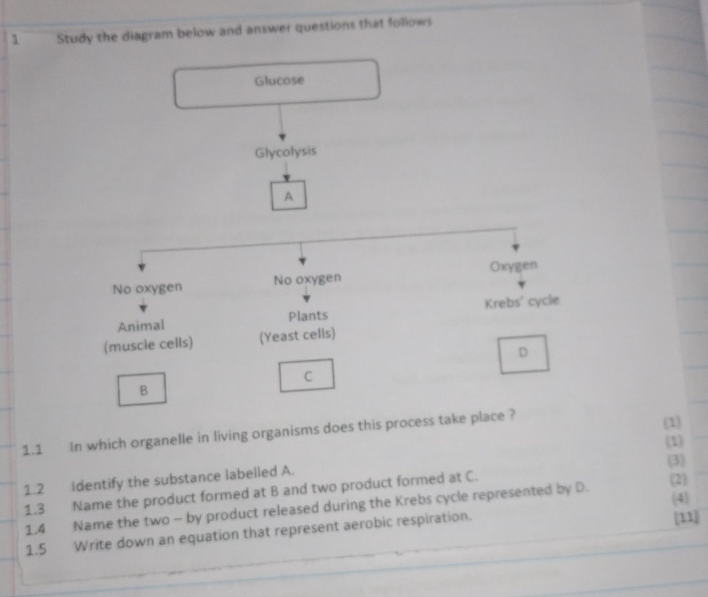 Study the diagram below and answer questions | StudyX