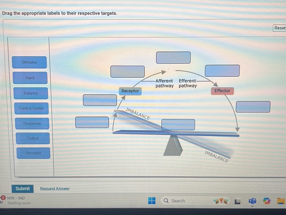 Drag the appropriate labels to their | StudyX