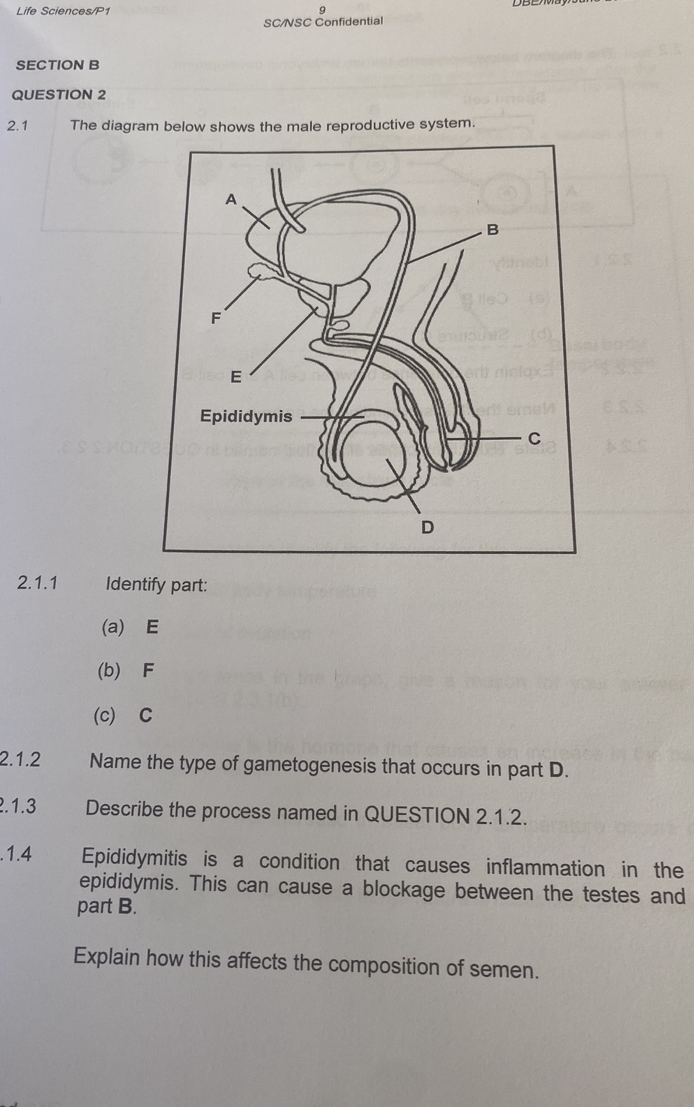 2.1 The diagram below shows the male | StudyX