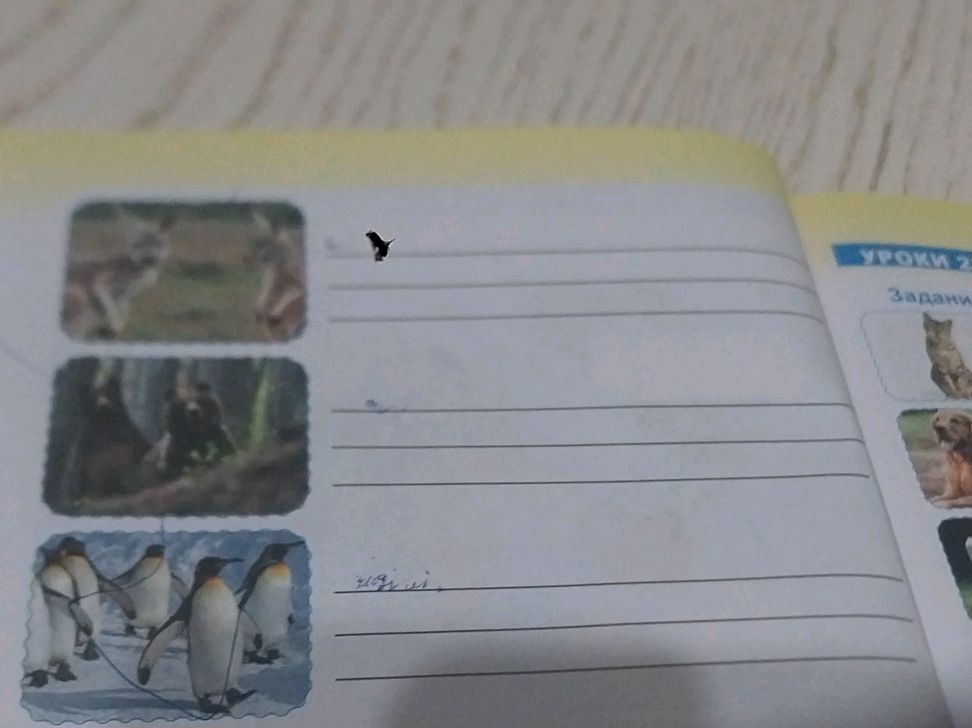 The image contains pictures of animals. | StudyX