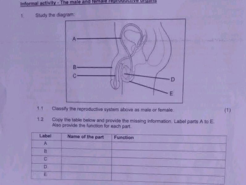 1. Study the diagram: [Diagram of male | StudyX