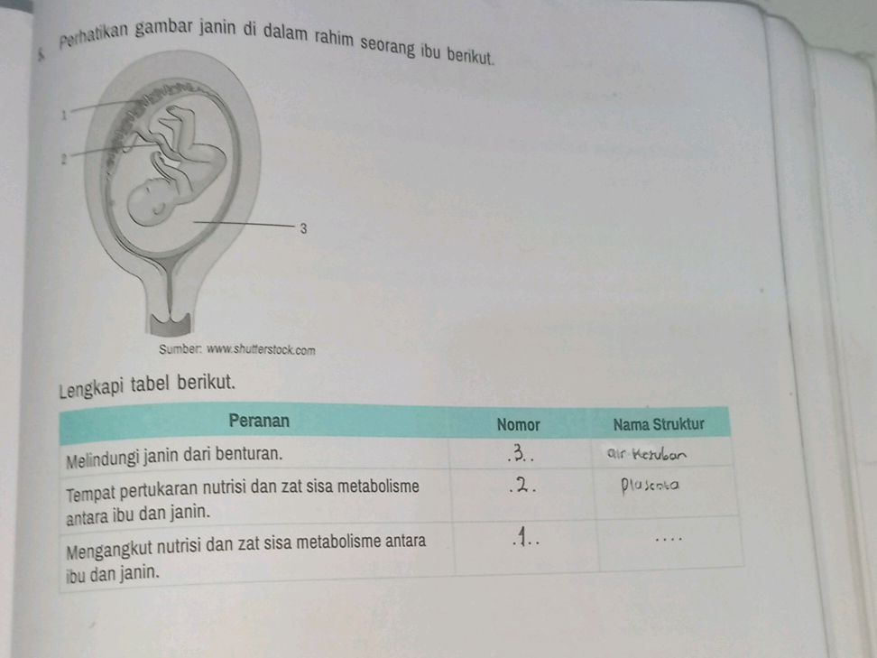 Perhatikan gambar janin di dalam rahim | StudyX