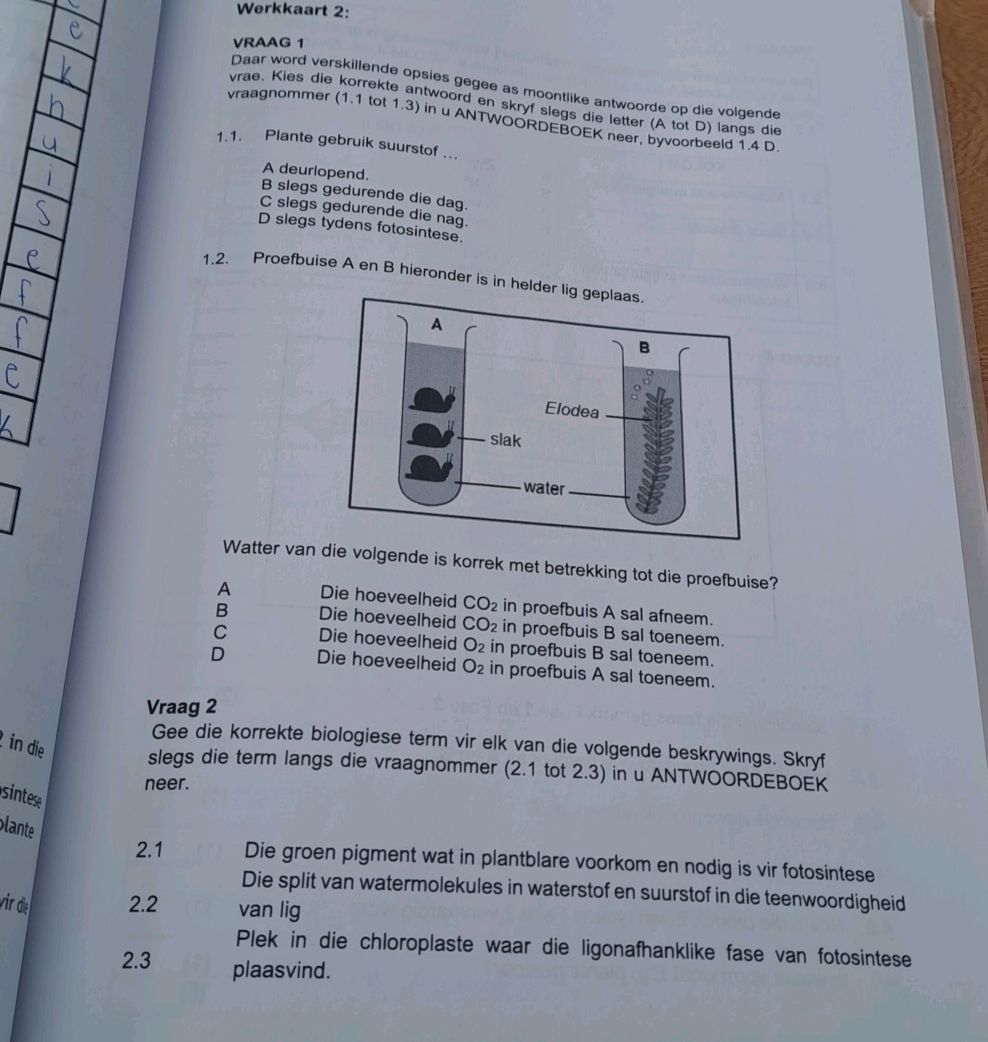 1.1. Plante gebruik suurstof... A | StudyX