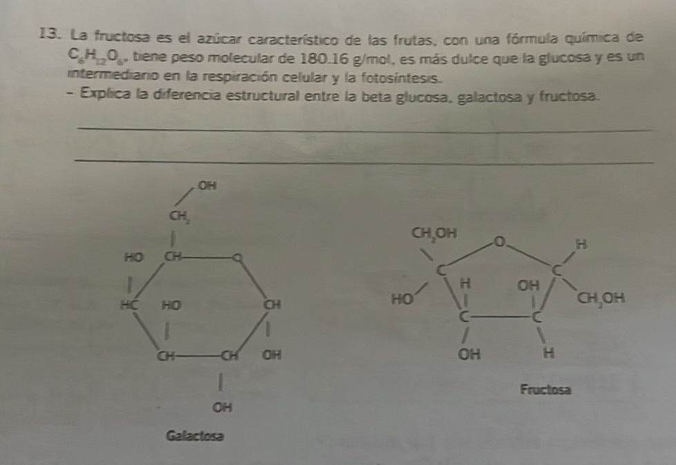 13. La fructosa es el azúcar característico | StudyX
