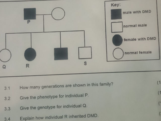 3.1 How many generations are shown in this | StudyX