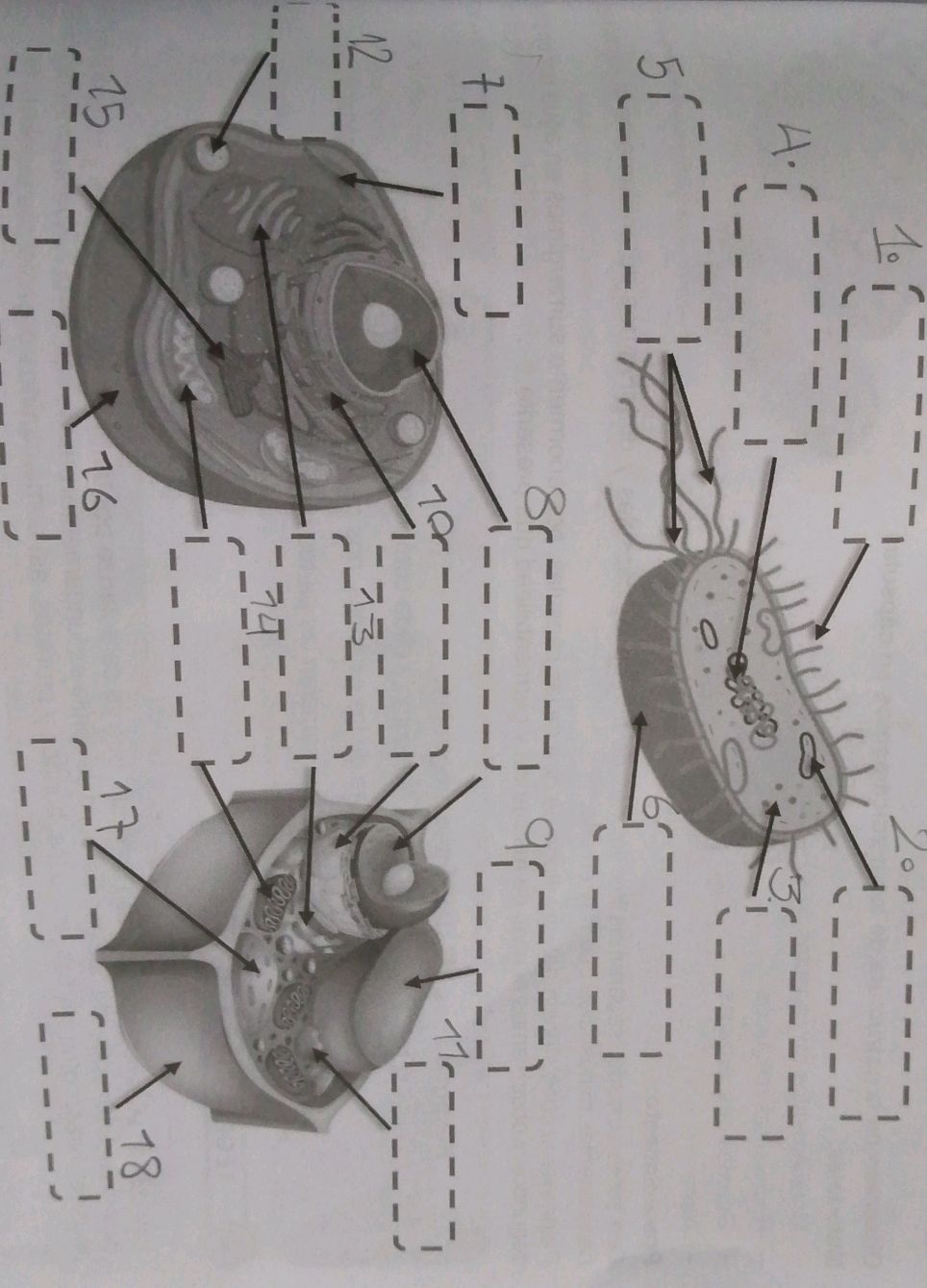 The image shows a diagram of different cells | StudyX