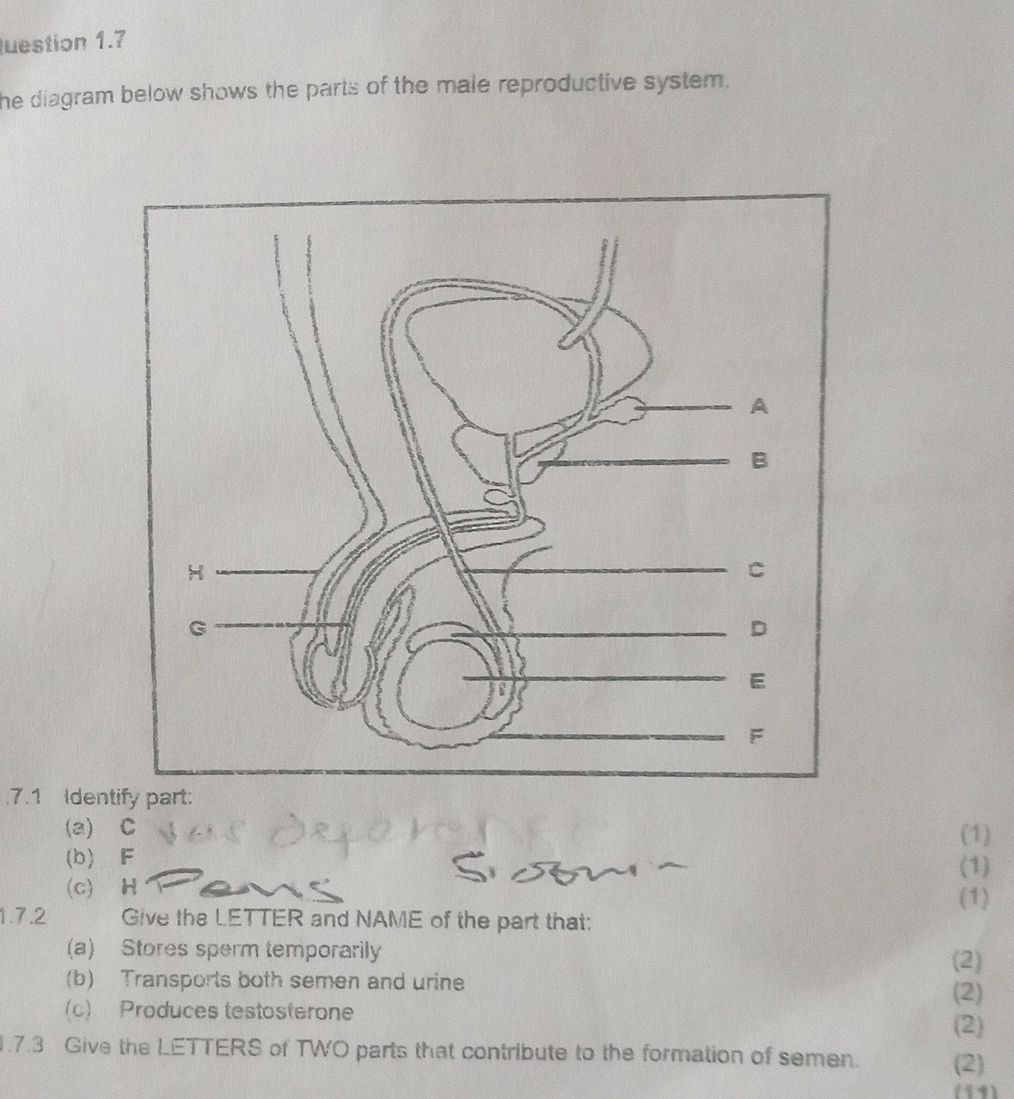 Question 1.7 The diagram below shows the | StudyX