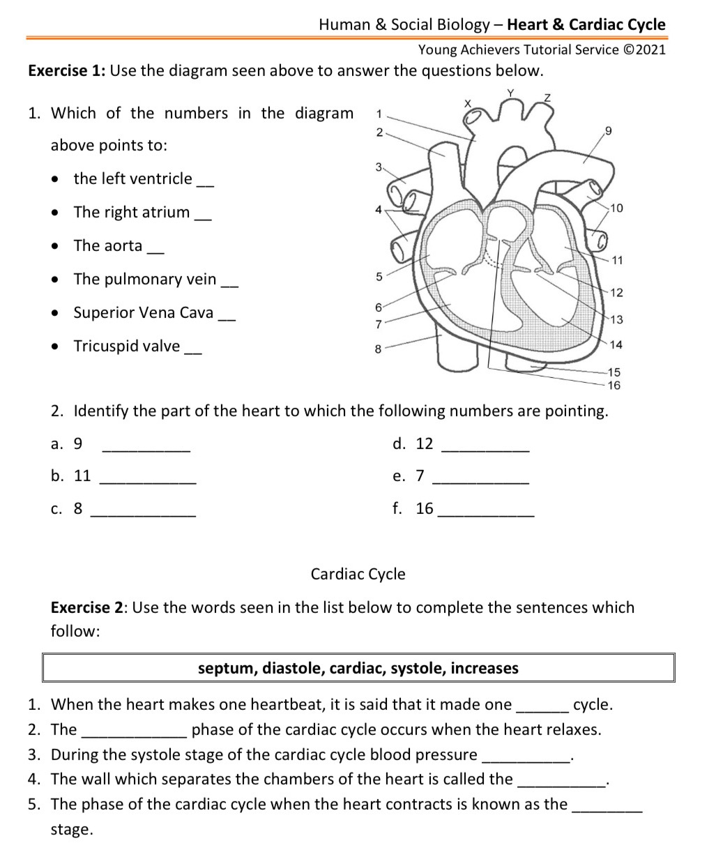 Exercise 1: Use the diagram seen above to | StudyX