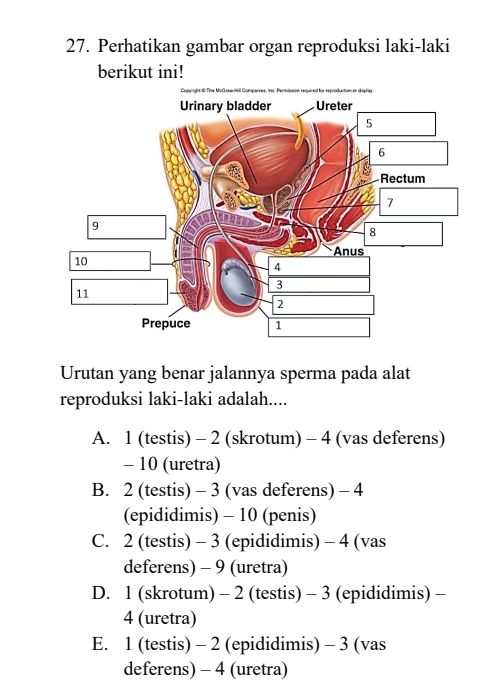 27. Perhatikan gambar organ reproduksi | StudyX