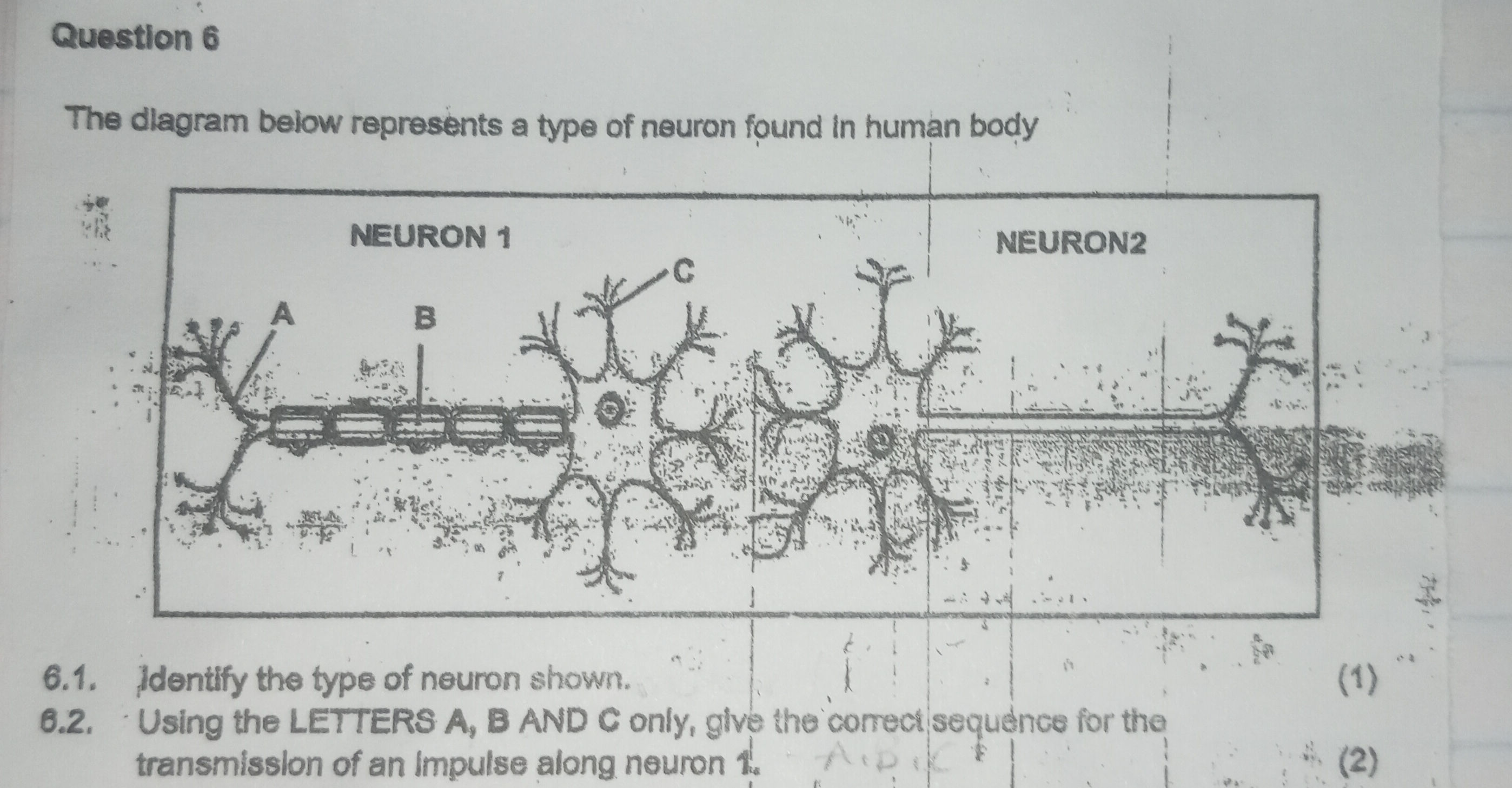 The diagram below represents a type of | StudyX