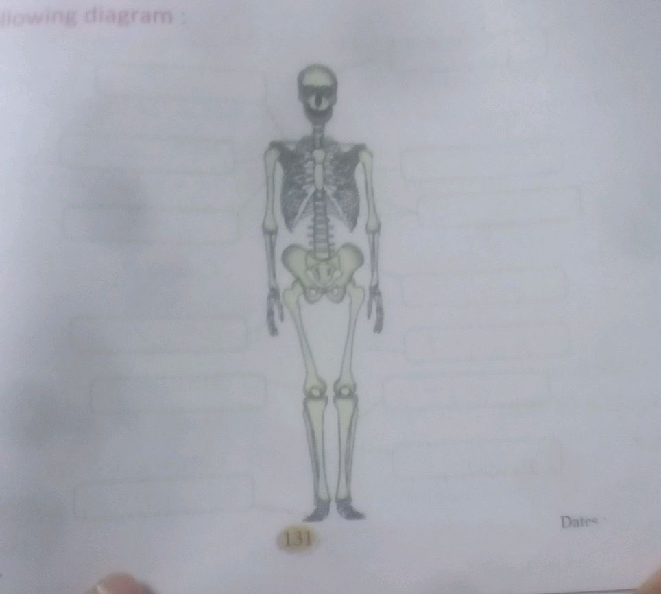 Following diagram: [Image of a human | StudyX