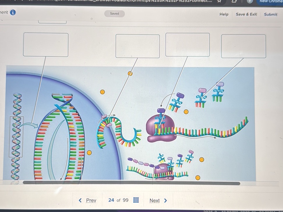 mRNA is produced by transcription. tRNA | StudyX