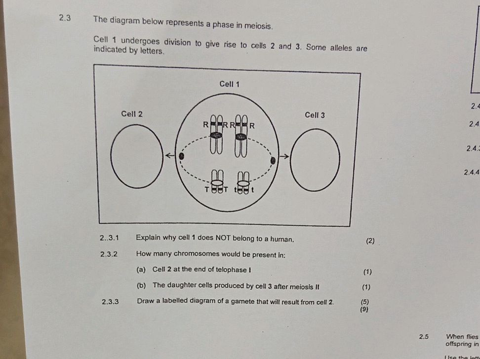 2.3 The diagram below represents a phase in | StudyX
