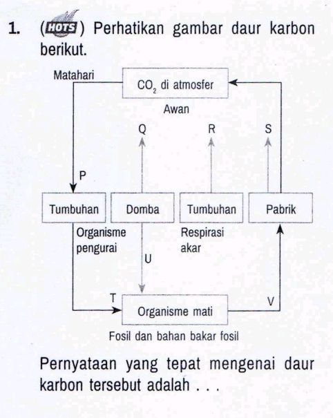 1. (HOTS) Perhatikan gambar daur karbon | StudyX