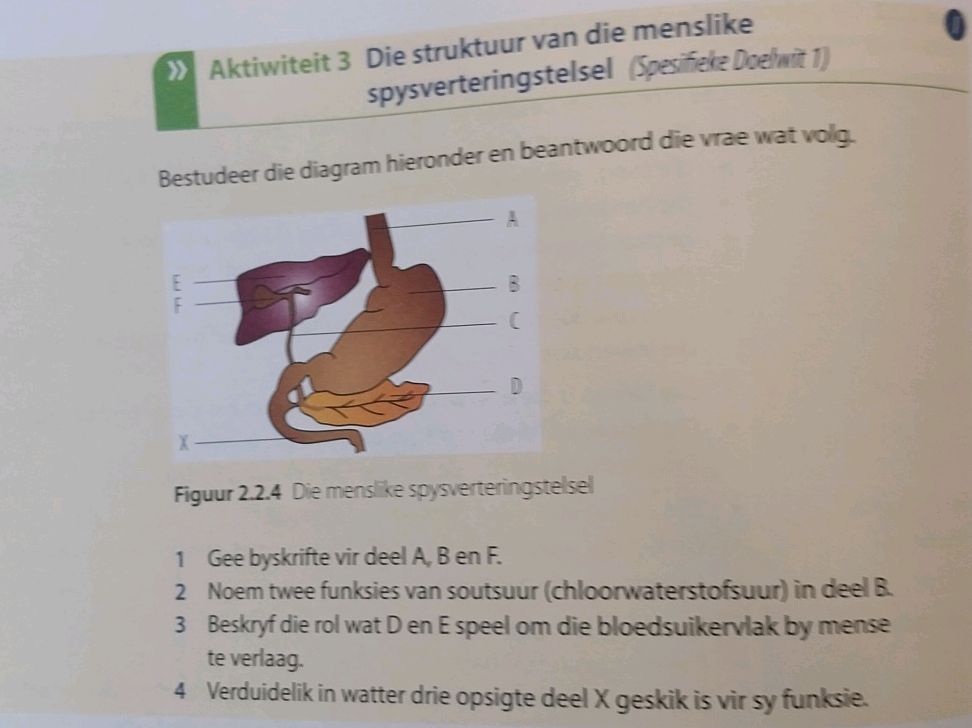 Bestudeer die diagram hieronder en | StudyX