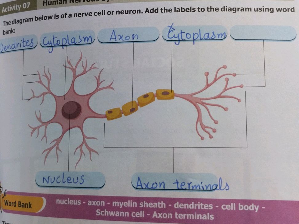 The diagram below is of a nerve cell or | StudyX