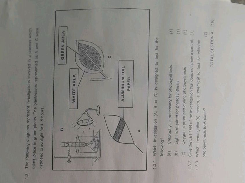 1.3 The following diagrams represent | StudyX