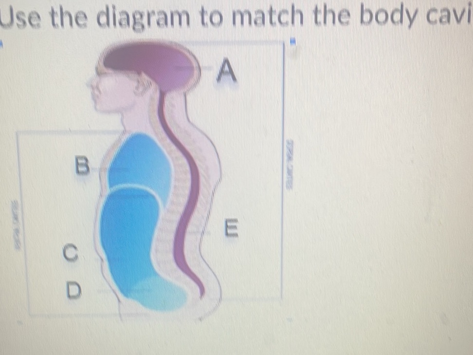 Use the diagram to match the body cavities. | StudyX