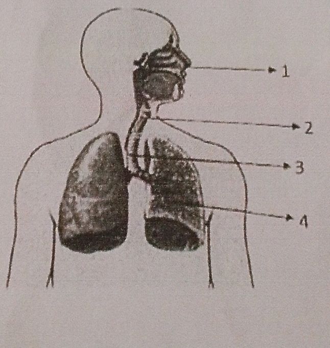 The image shows a diagram of the human | StudyX