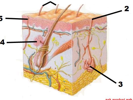 The image is a diagram of skin layers with | StudyX