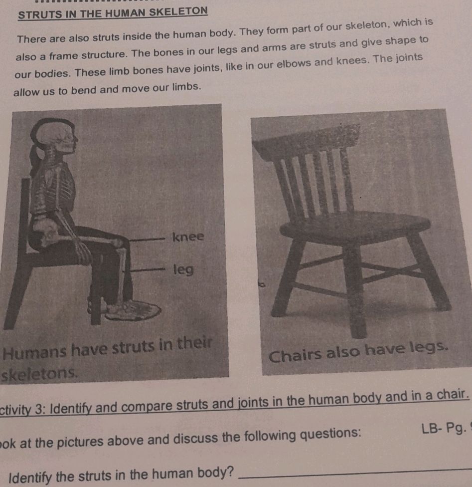 Identify struts in human body | StudyX