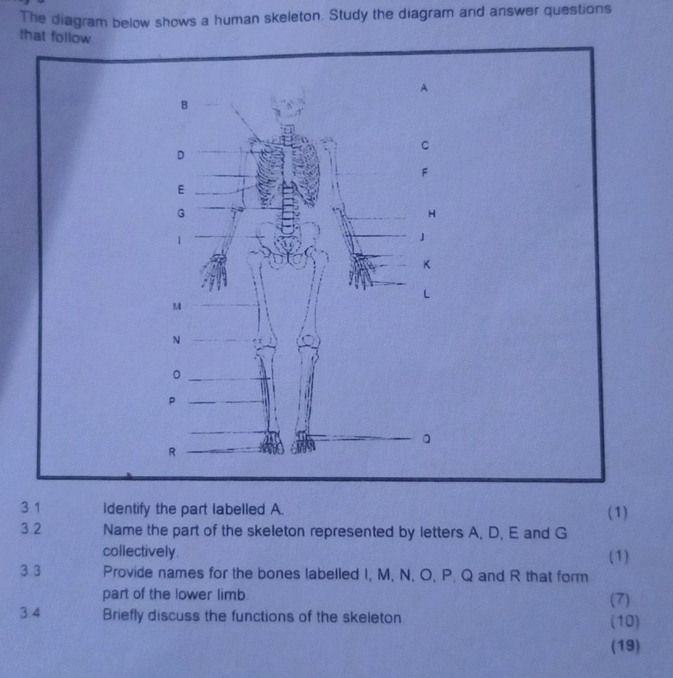 The diagram below shows a human skeleton. | StudyX