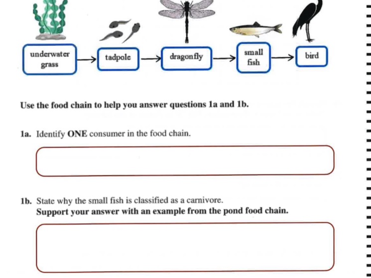 Use the food chain to help you answer | StudyX
