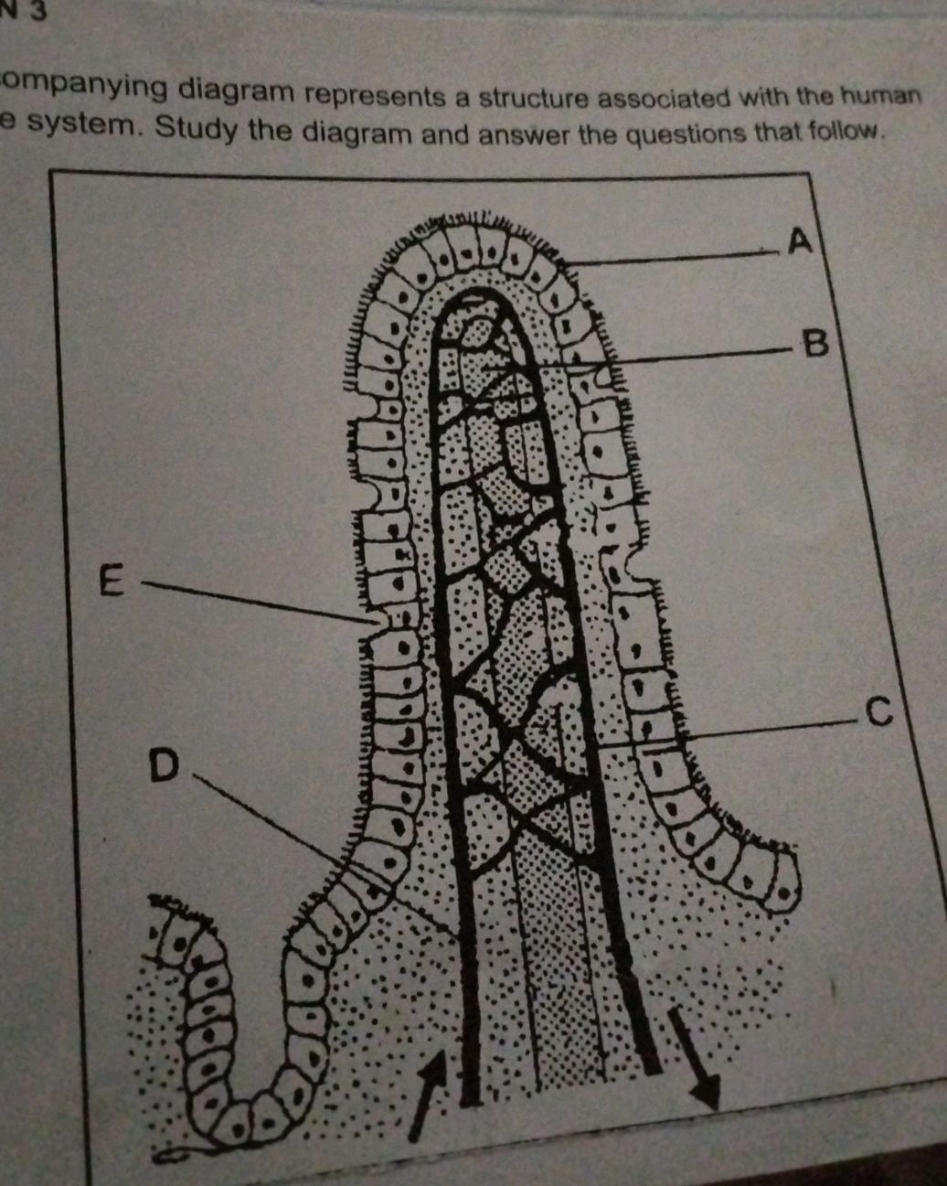 accompanying diagram represents a structure | StudyX