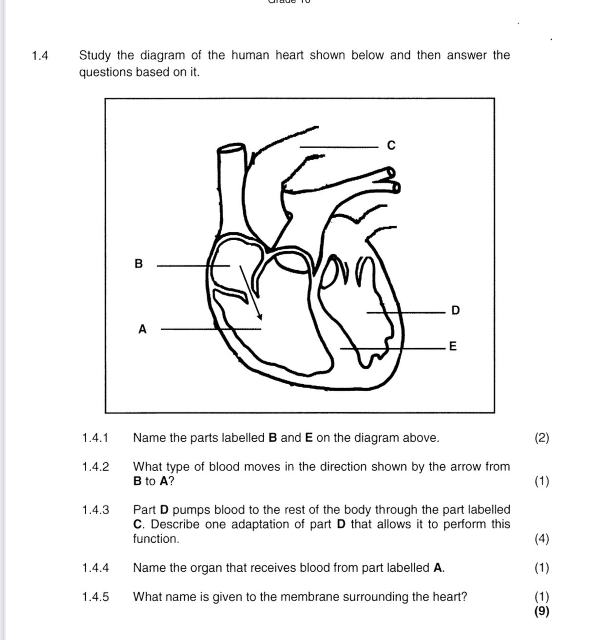 1.4 Study the diagram of the human heart | StudyX
