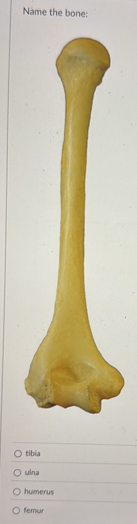 Name the bone: tibia ulna humerus femur | StudyX